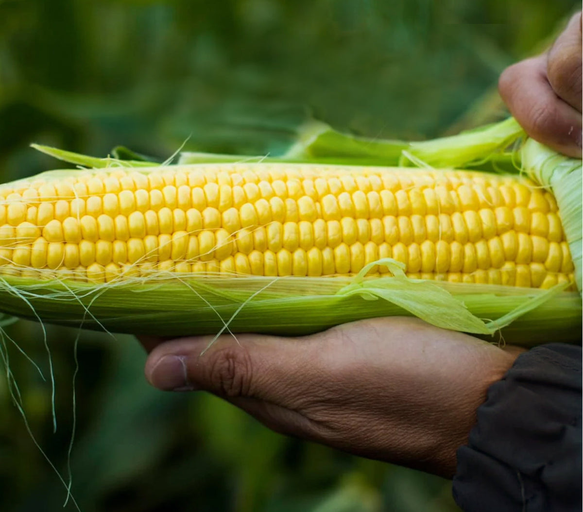 Sweetcorn – Oakridge Fresh Ltd