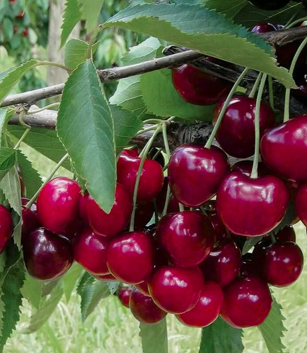 Buy Cherries Online | Pre-order From Hawkes Bay – Oakridge Fresh Ltd
