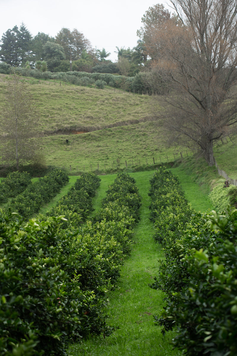 Buy Fresh Limes Online | Fresh & Seasonal Produce – Oakridge Fresh Ltd